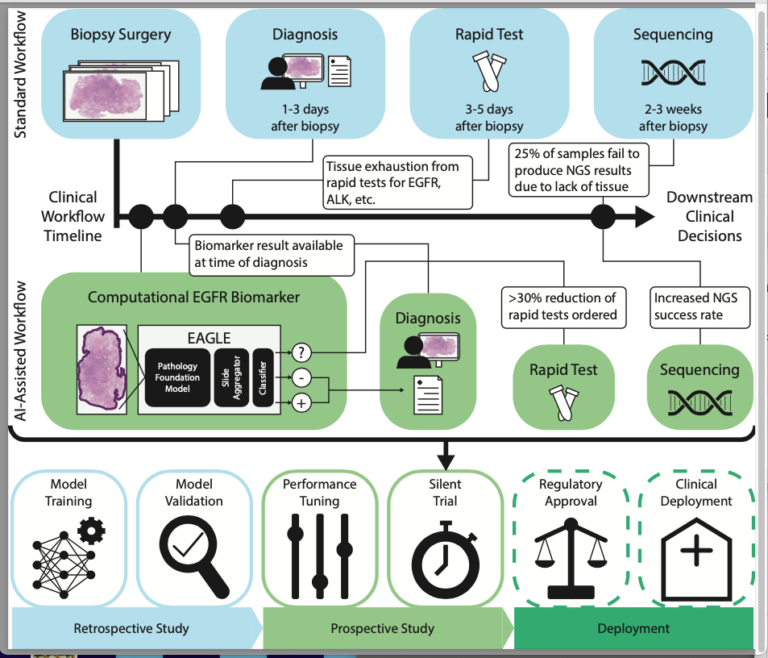 AI Model Predicts Cancer Mutations from Routine Pathology Slides